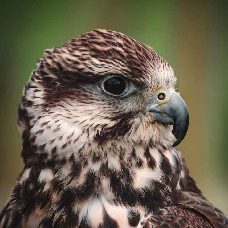 Falcon Look | HookSounds